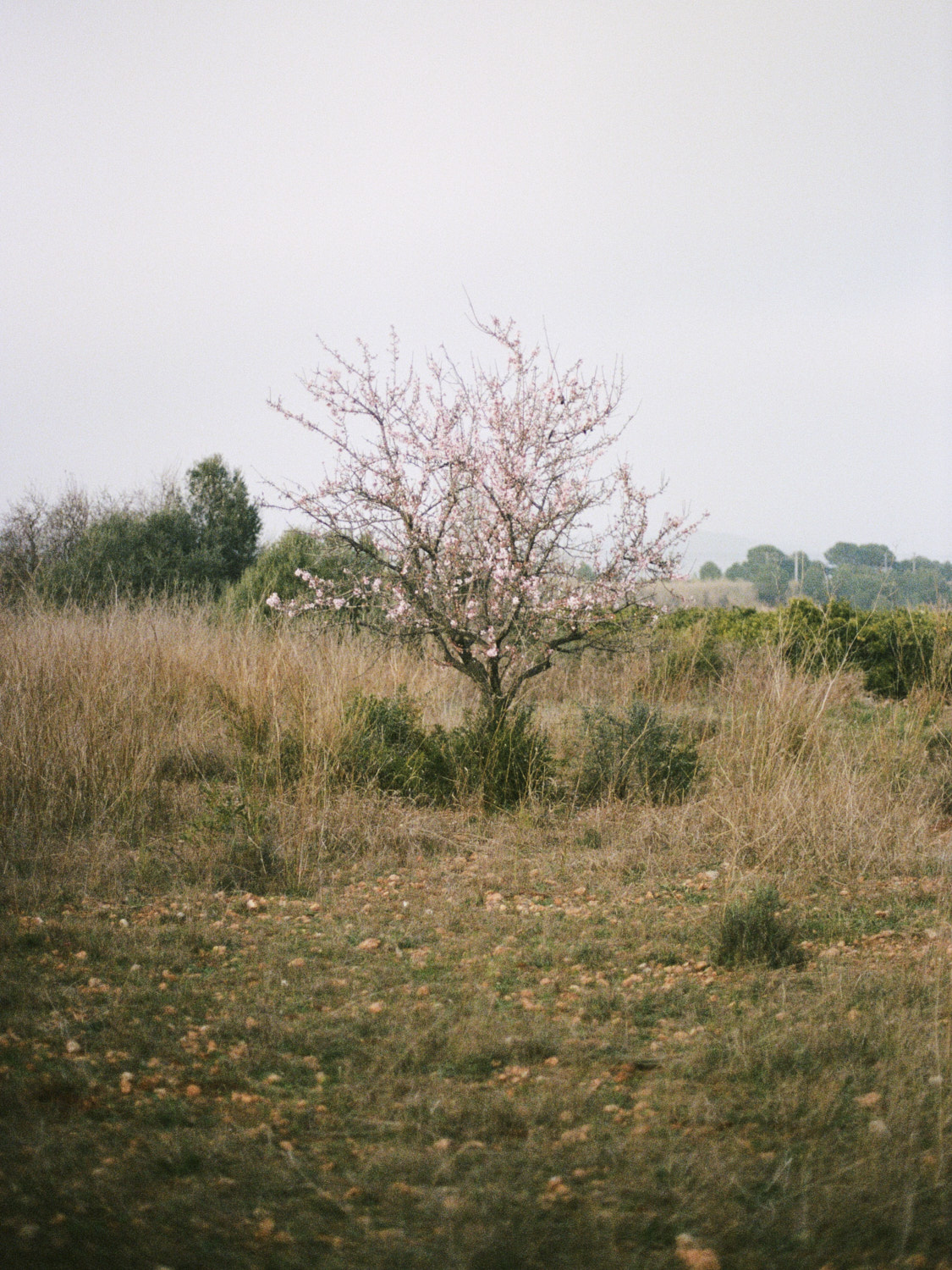 marius winter | GRANDPA’S ALMOND TREES