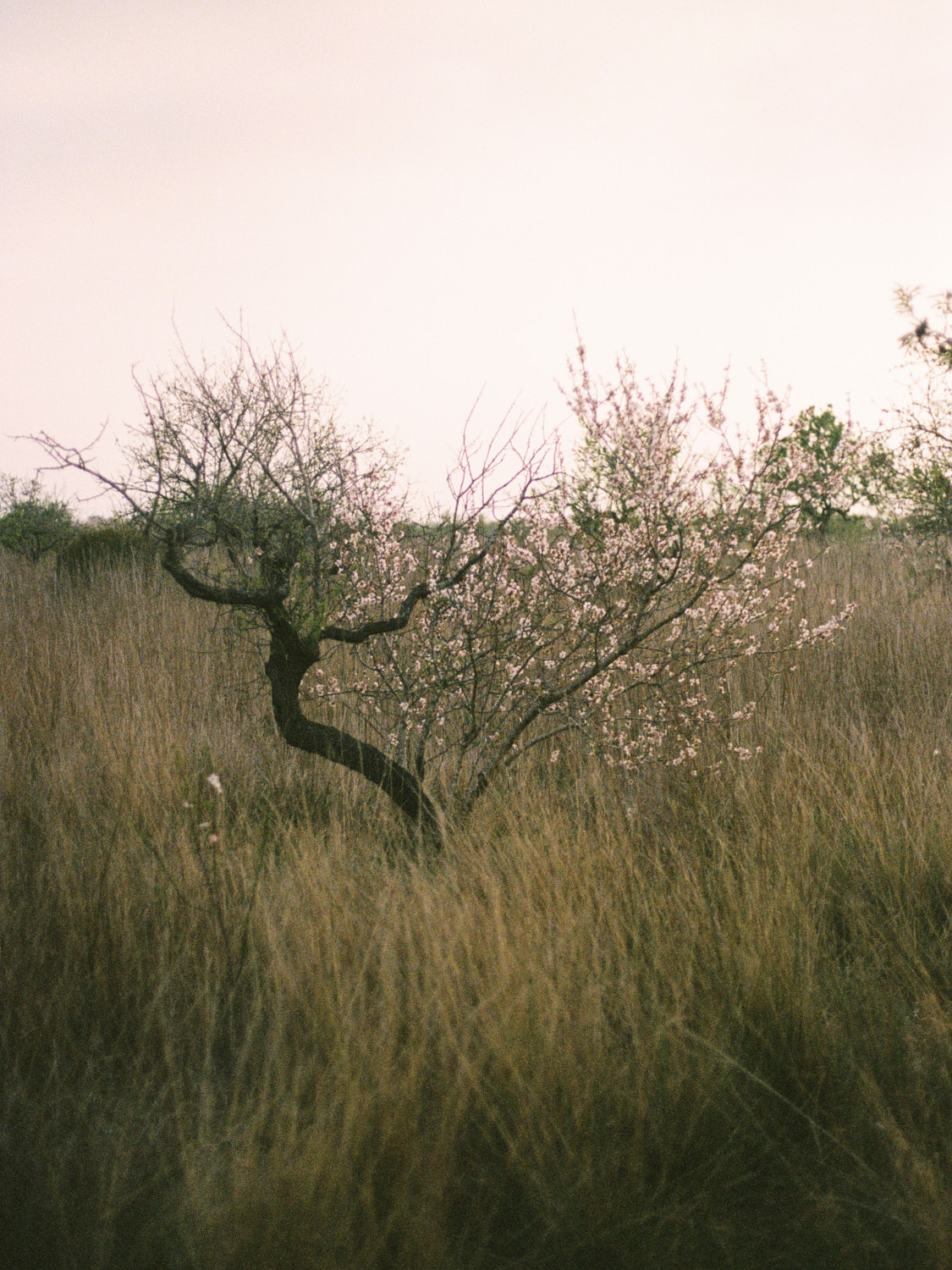 marius winter | GRANDPA’S ALMOND TREES